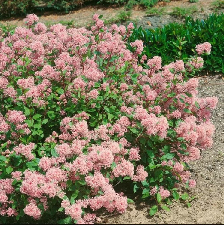 Prusznik blady Marie Simon doniczka 0,5L